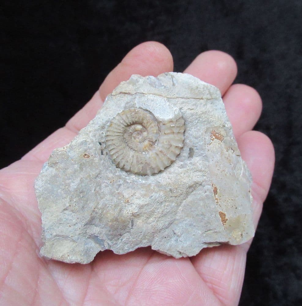 Tmetoceras scissum Benocke 1865