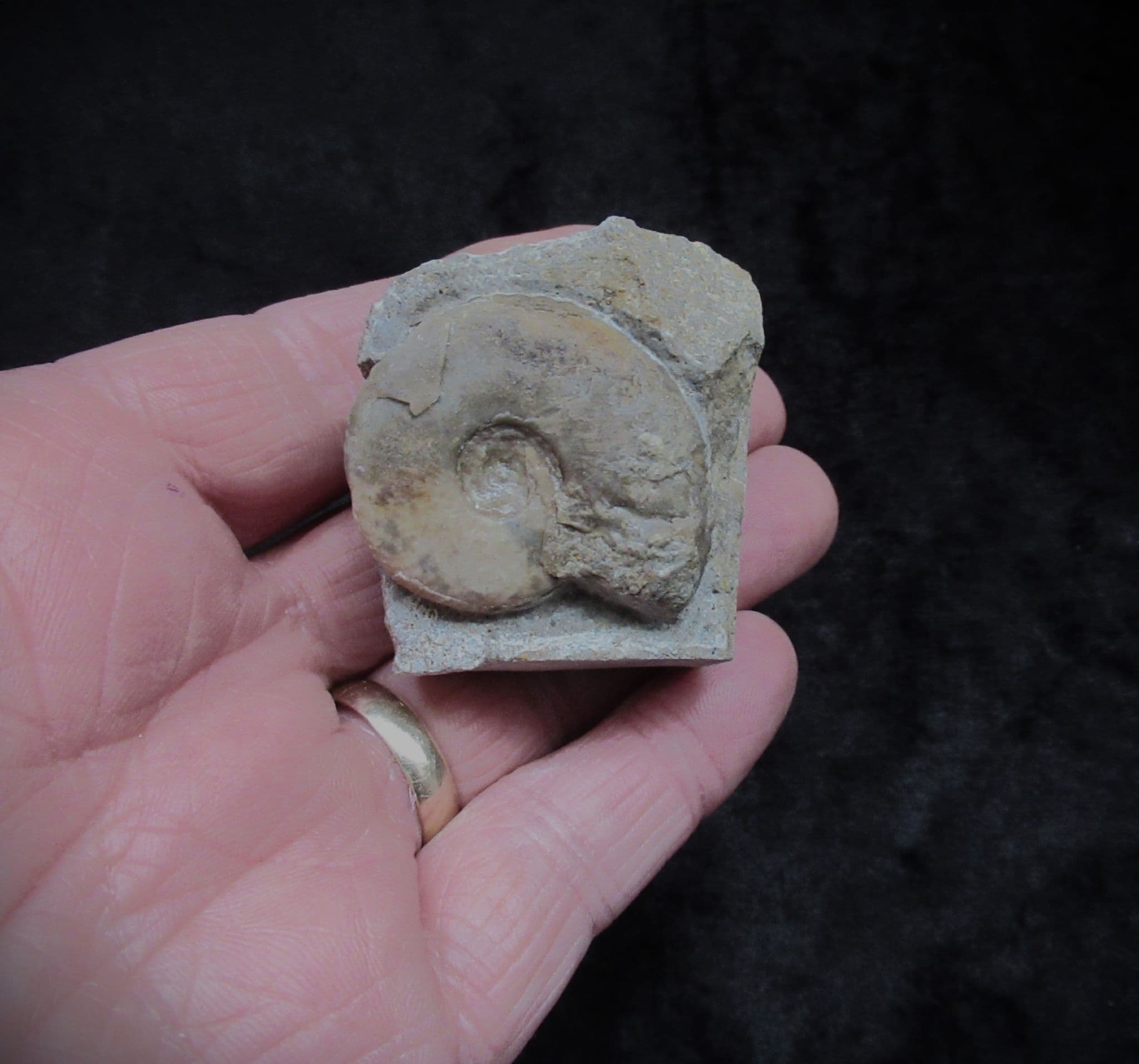 Tragophylloceras ibex Quenstedt 1843