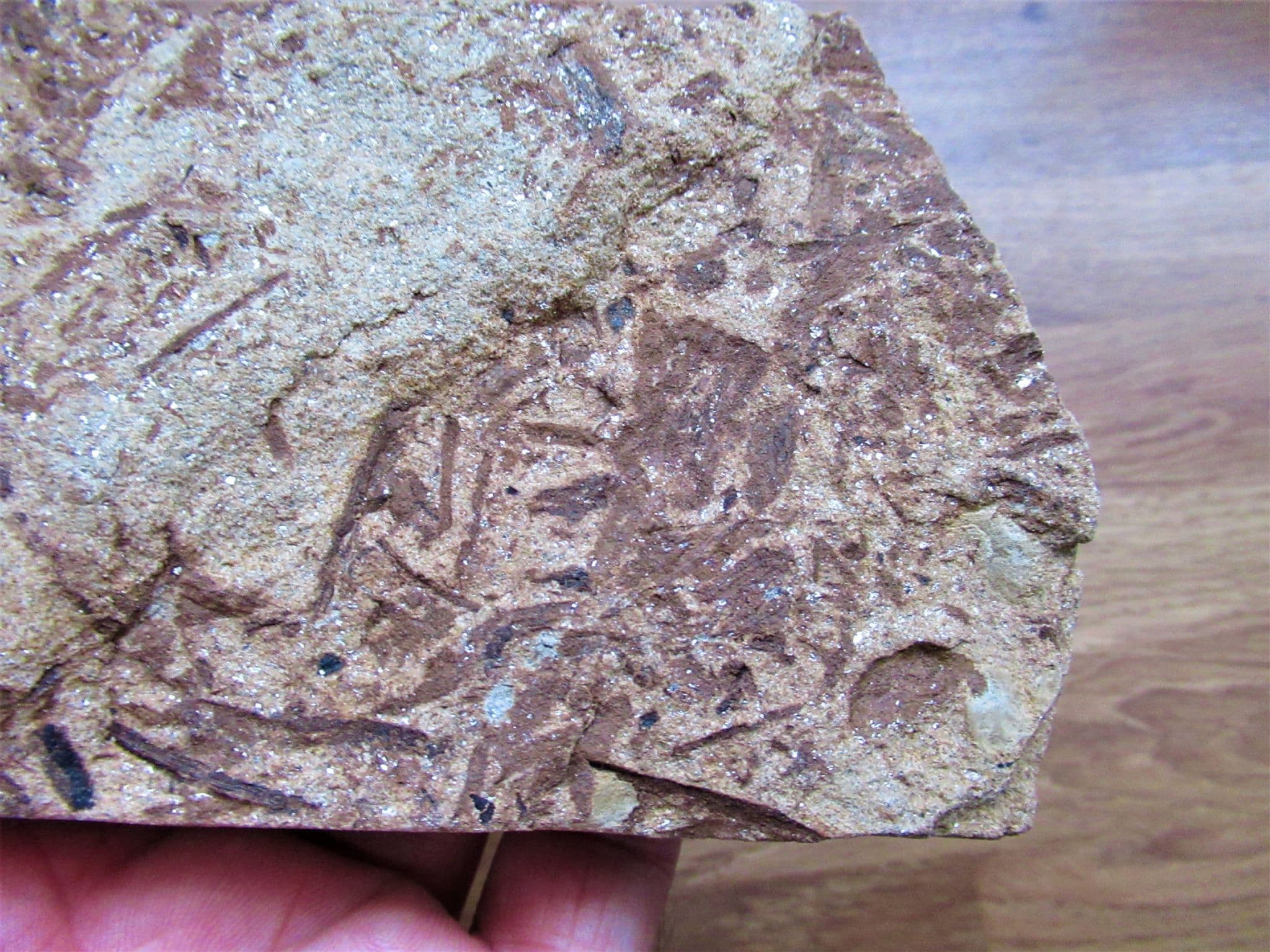 Triassic Conifer Voltzia heterophylla