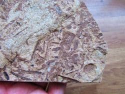 Triassic Conifer Voltzia heterophylla