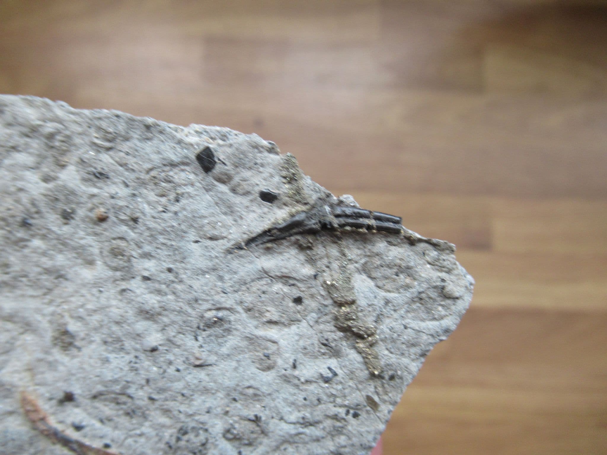 Triassic Early Crocodyliform rib