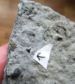 Triassic Early Crocodyliform rib