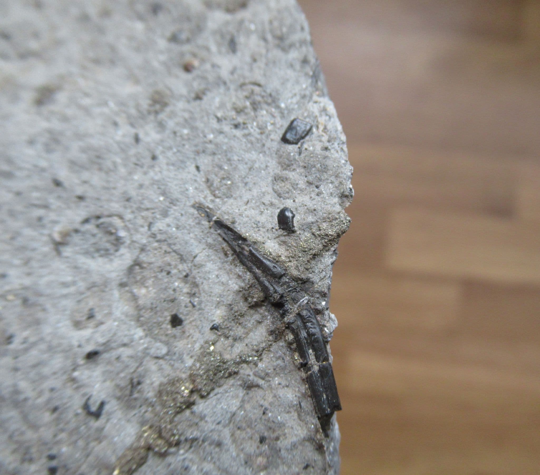 Triassic Early Crocodyliform rib