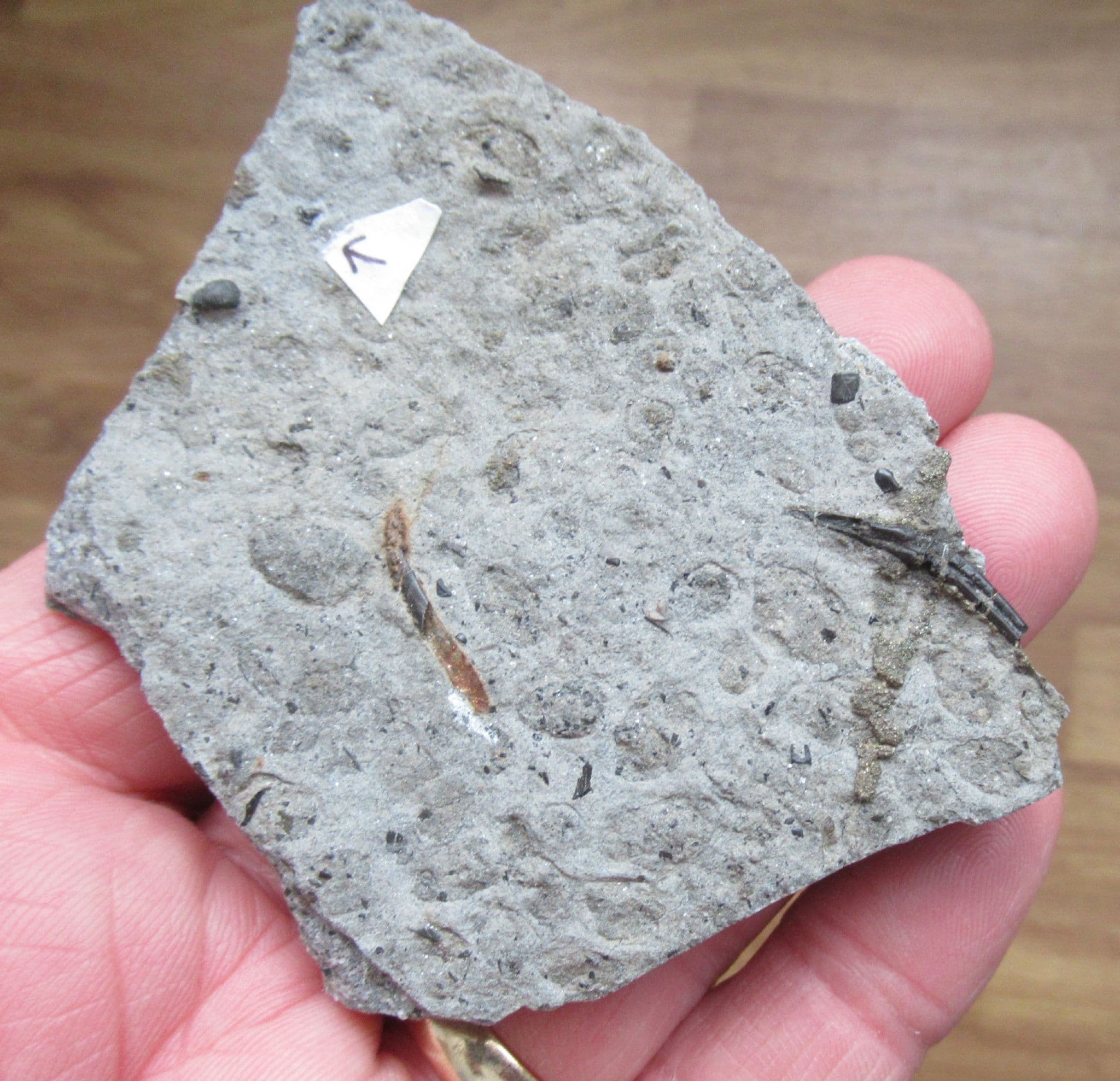 Triassic Early Crocodyliform rib