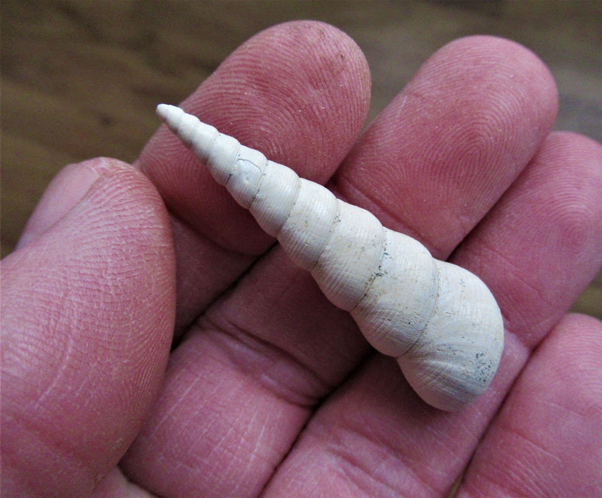 Turritella Terebralis Lamark