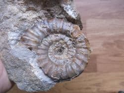 Two different species of ammonites