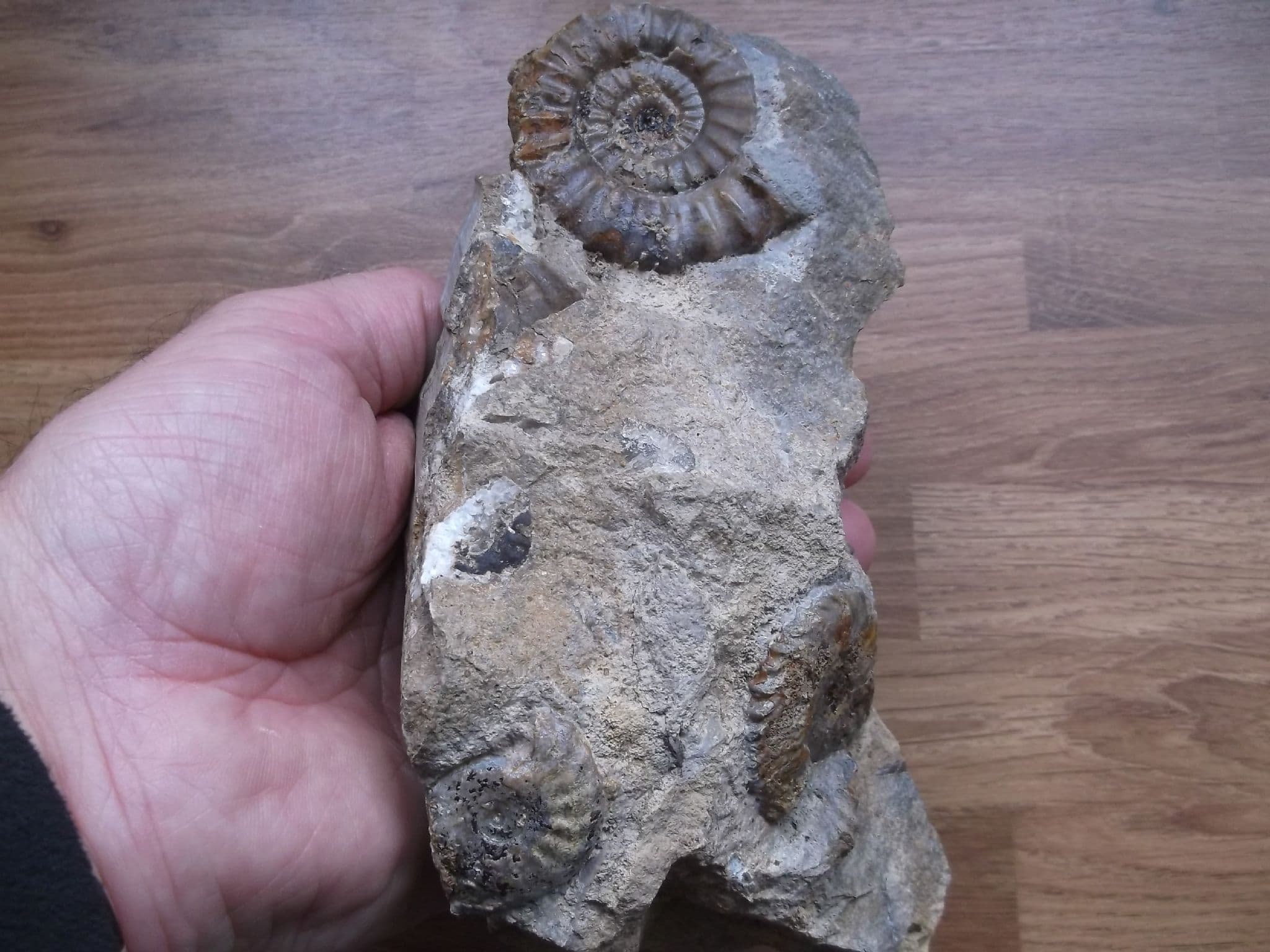 Two different species of ammonites