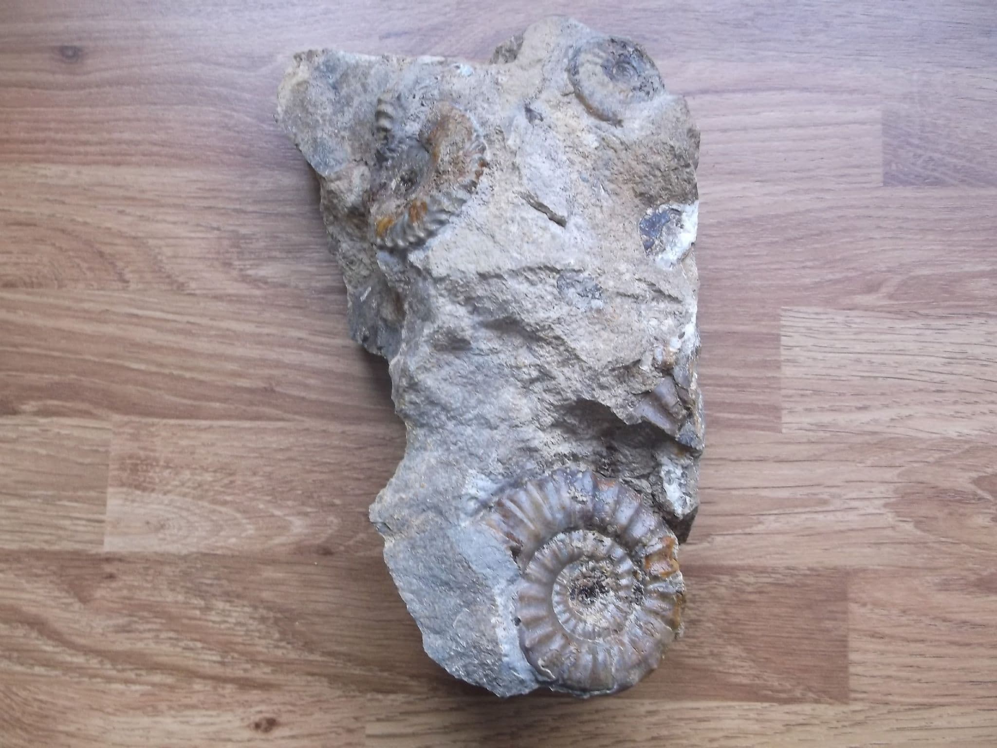 Two different species of ammonites