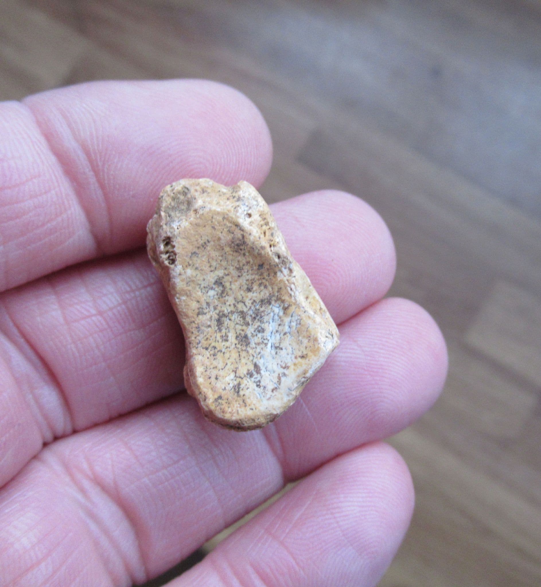 Ursus spelaeus Cave bear Carpal bone