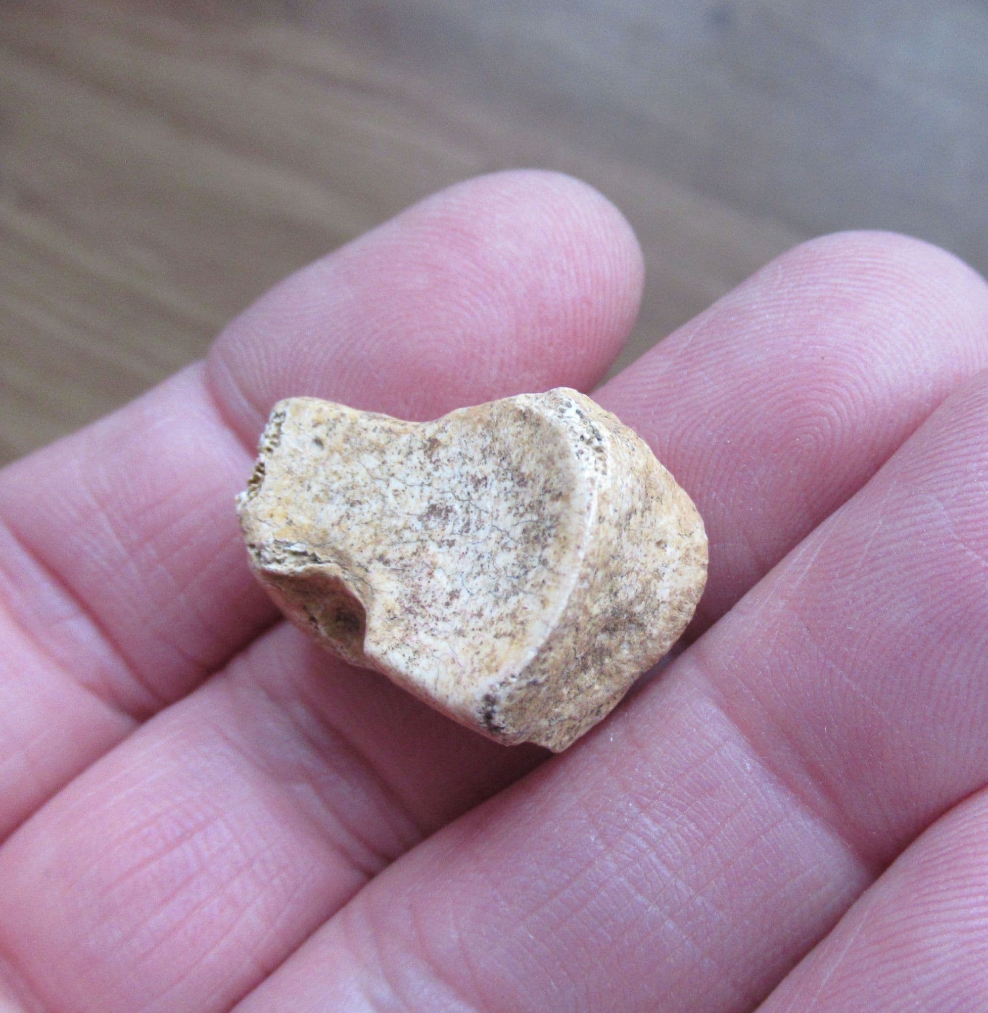 Ursus spelaeus Cave bear Carpal bone