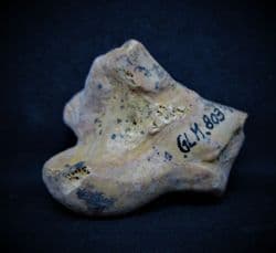 Ursus Spelaeus Cave bear Magnum Carpal bone