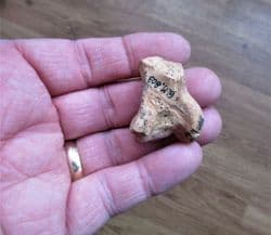 Ursus Spelaeus Cave bear Magnum Carpal bone