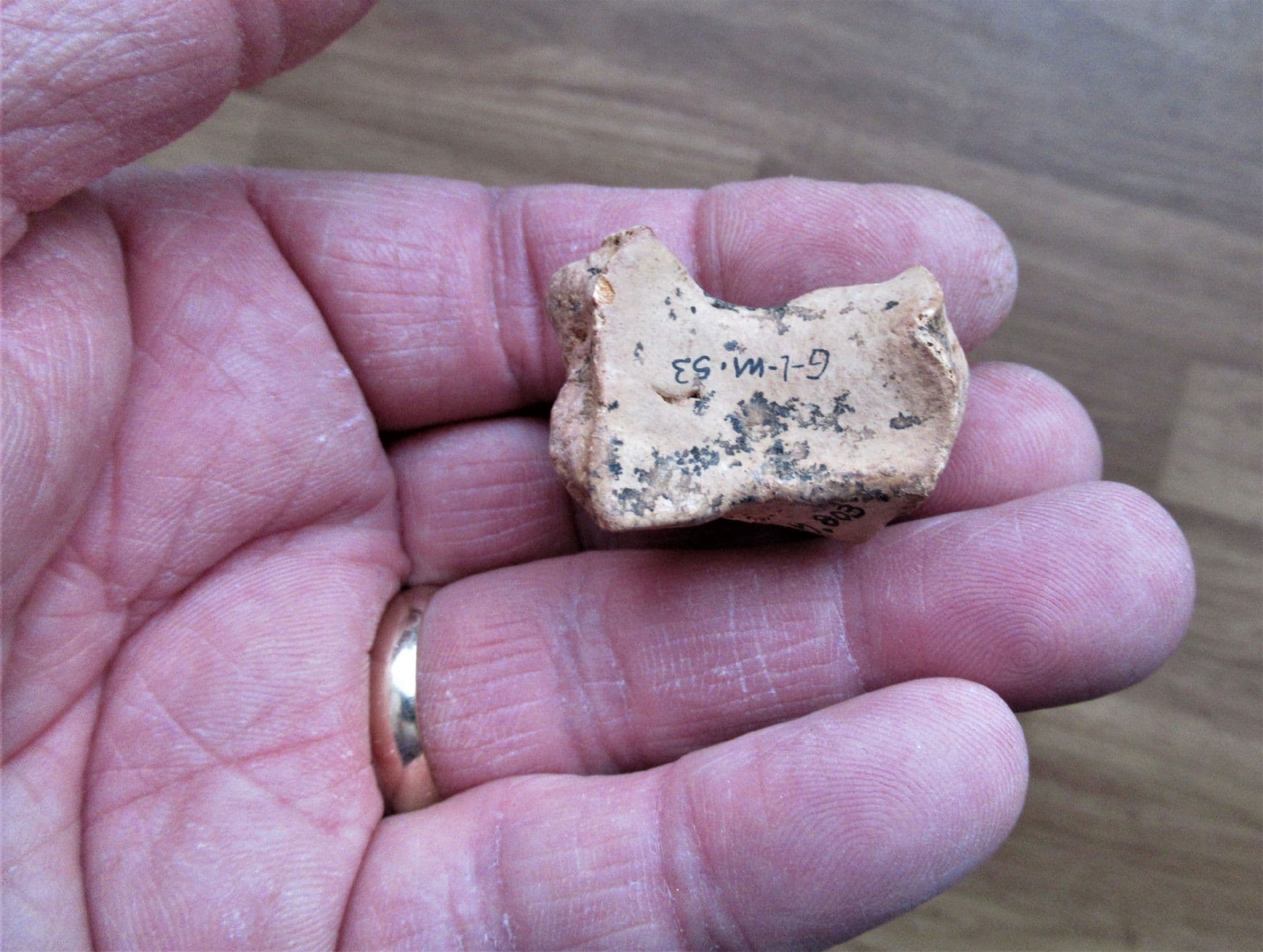 Ursus Spelaeus Cave bear Magnum Carpal bone