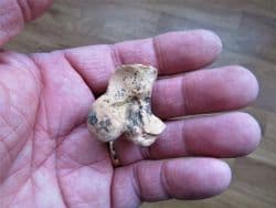 Ursus Spelaeus Cave bear Magnum Carpal bone