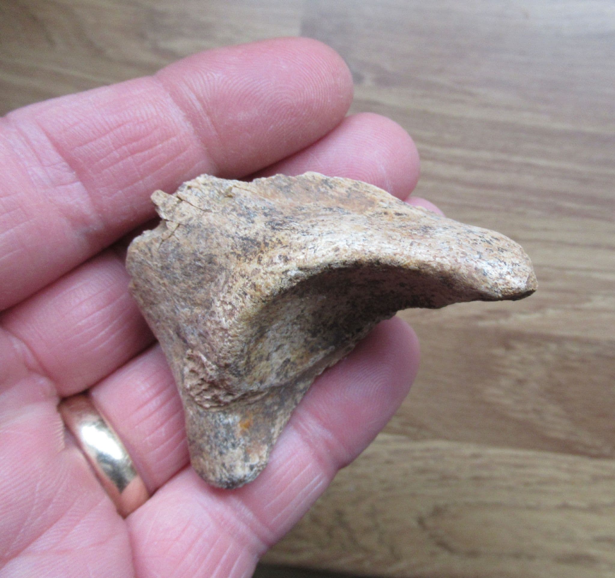 Ursus spelaeus "Cave bear pelvic region"
