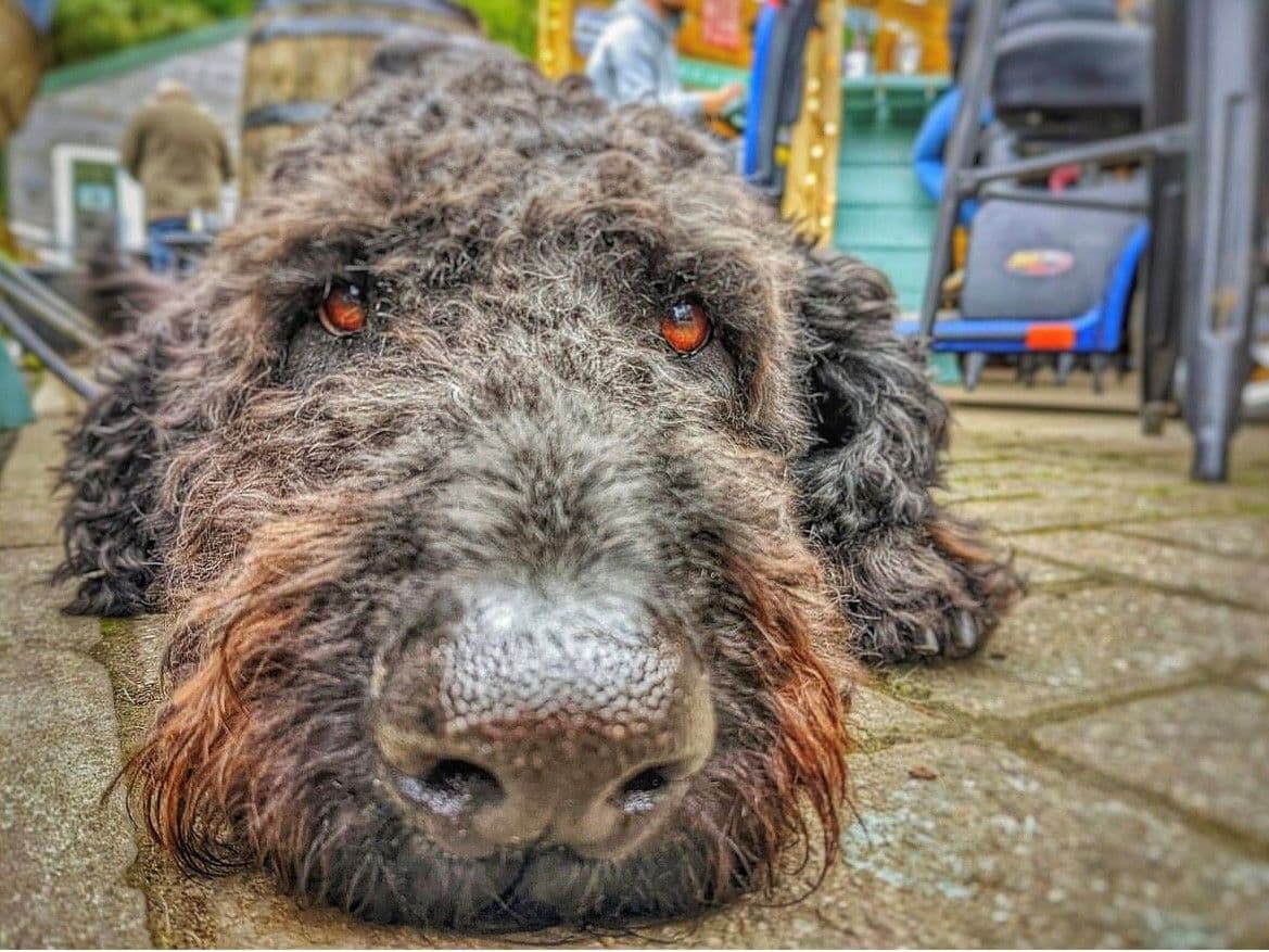 For the Horse - For the Hound - For the Hunter