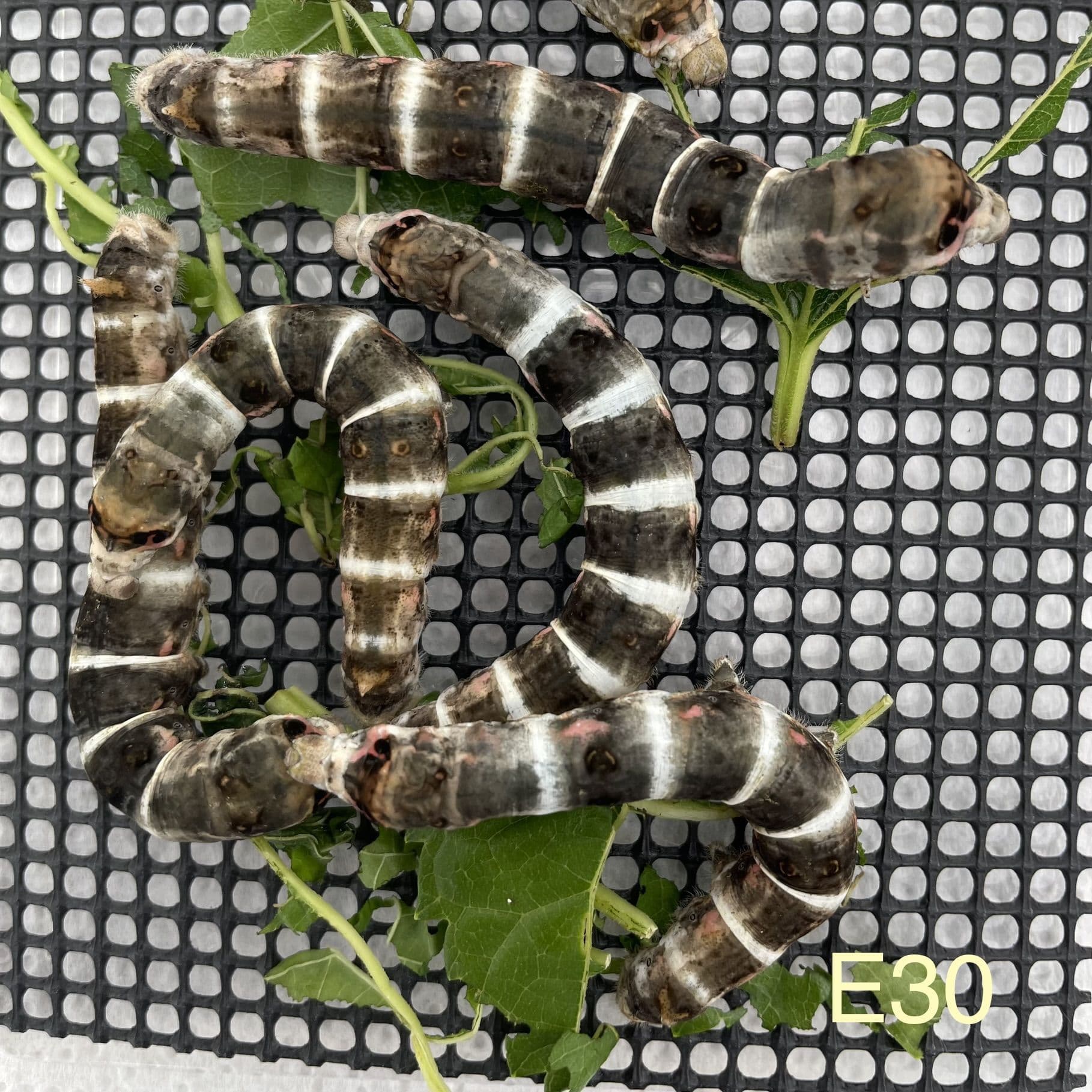 Bombyx Mori Silk Moth Larva (Bombyx Mori) Stock Image Z355/1137