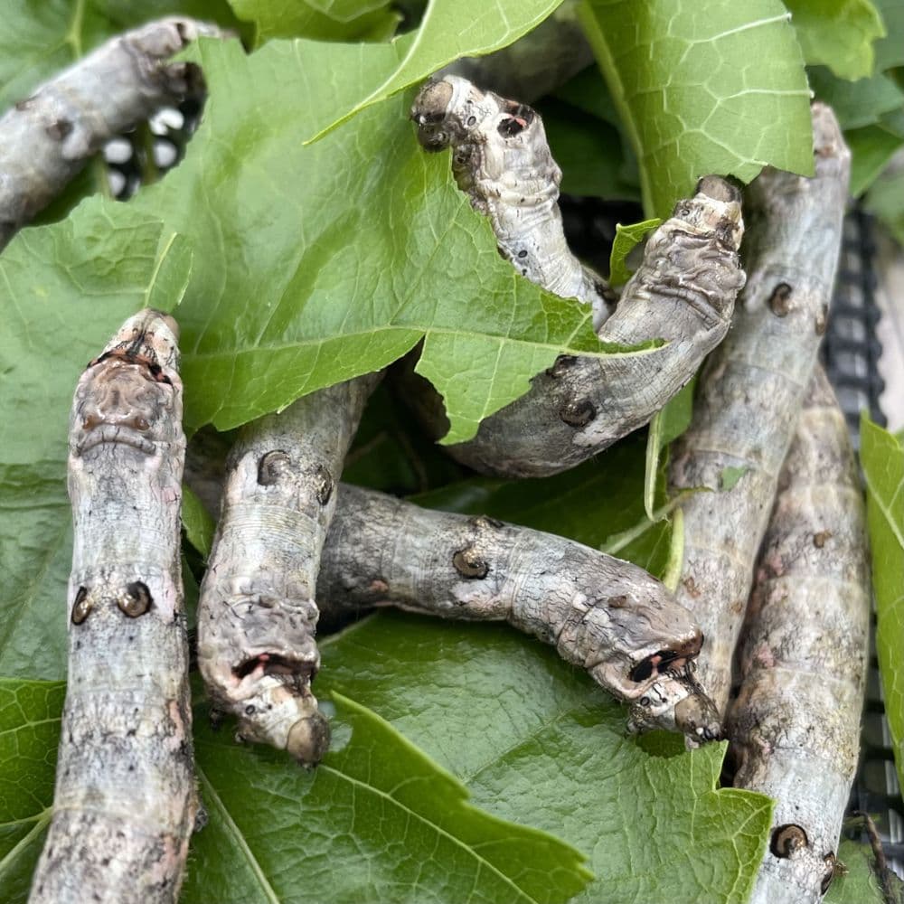 Bombyx Mori Eggs Silk Moth Bombyx Mori | I Had The Opportunity To