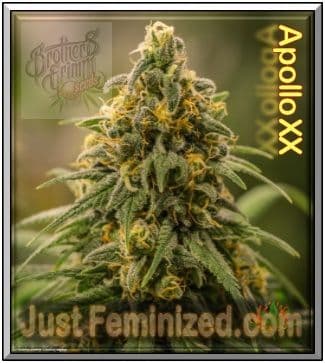 Brothers Grim Apollo XX Cannabis Seeds Marijuana Strain - Just Fem UK