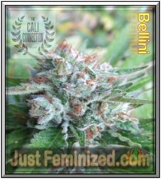 Cali Connection Bellini Cannabis Seeds Marijuana Strain - Cheap Online