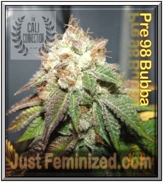 Cali Connection Pre Bubba 98 Cannabis Seeds Marijuana Strain