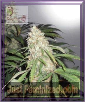 Dr Krippling Kripple Roulette Feminized Marijuana Strain Seeds