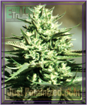 Emerald Triangle California Wildfire Feminised Cannabis Seeds