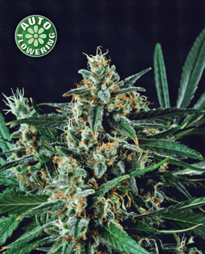 Kera Seeds Auto Dwarf Feminized Marijuana Strain