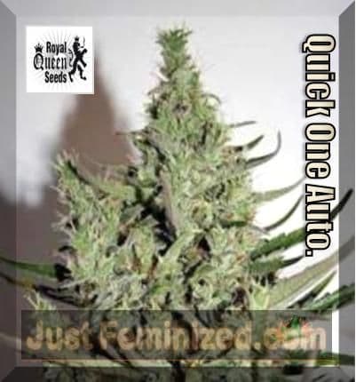 Royal Queen Quick One feminized auto single seeds of marijuana