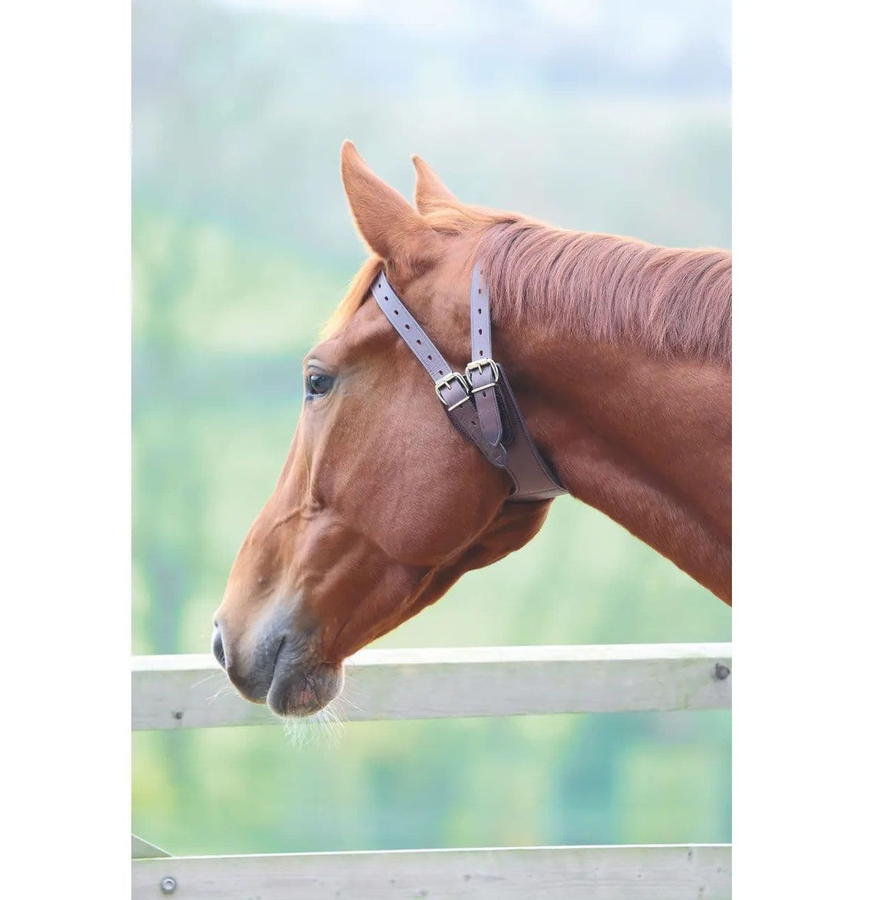 Shires Anti-Crib Collar