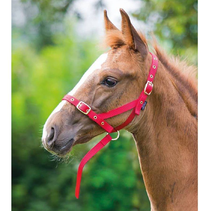Shires Foal Slip