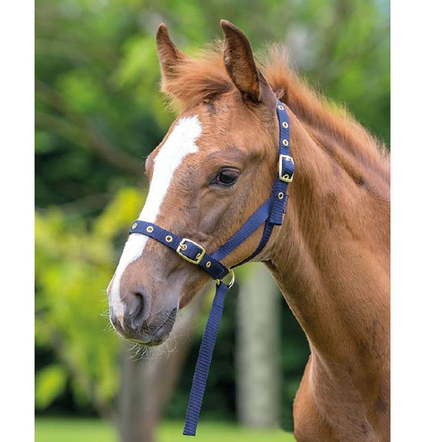 Shires Foal Slip