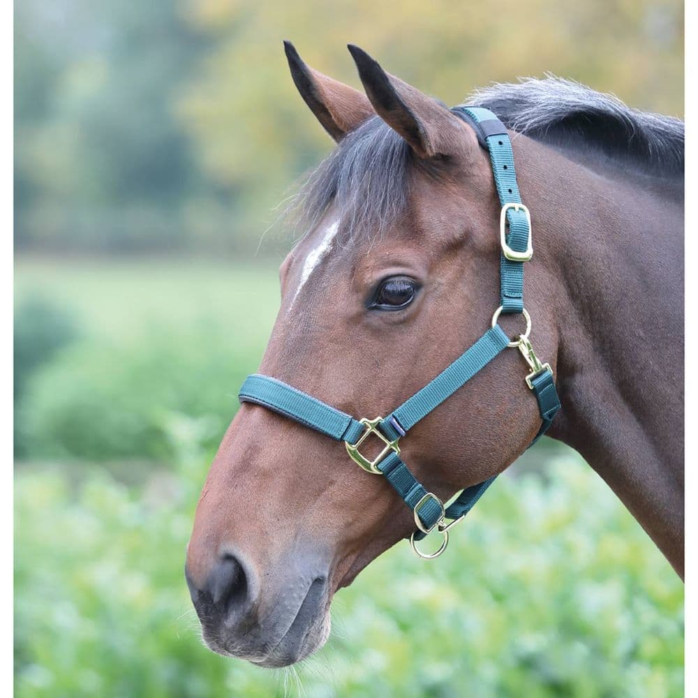 Shires Topaz Nylon Headcollar - Small Sizes