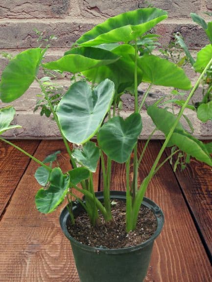 4 Live Tropical Plant Bulbs Colocasia Esculenta Taro Gabi Kalo Eddo Mukhi