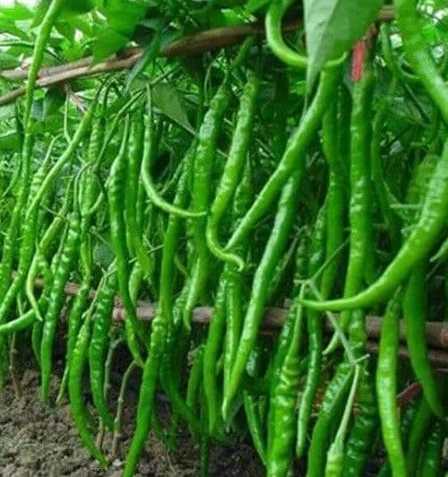 40 All Season Asian INDIAN Super Hot Green Chilli Kasa Morich Seeds
