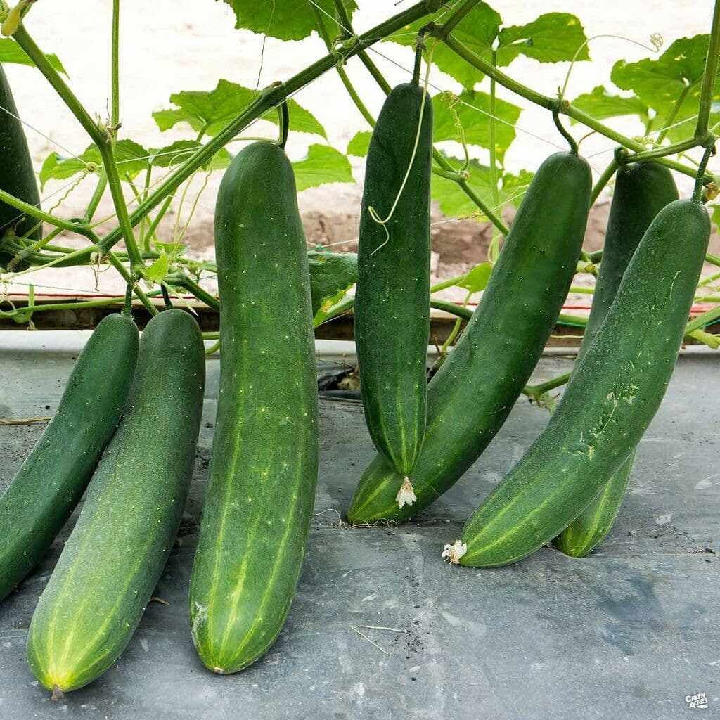 40 Indian Bangladeshi seeds Cucumber Khira Shosha 100 Organic Easy Grow