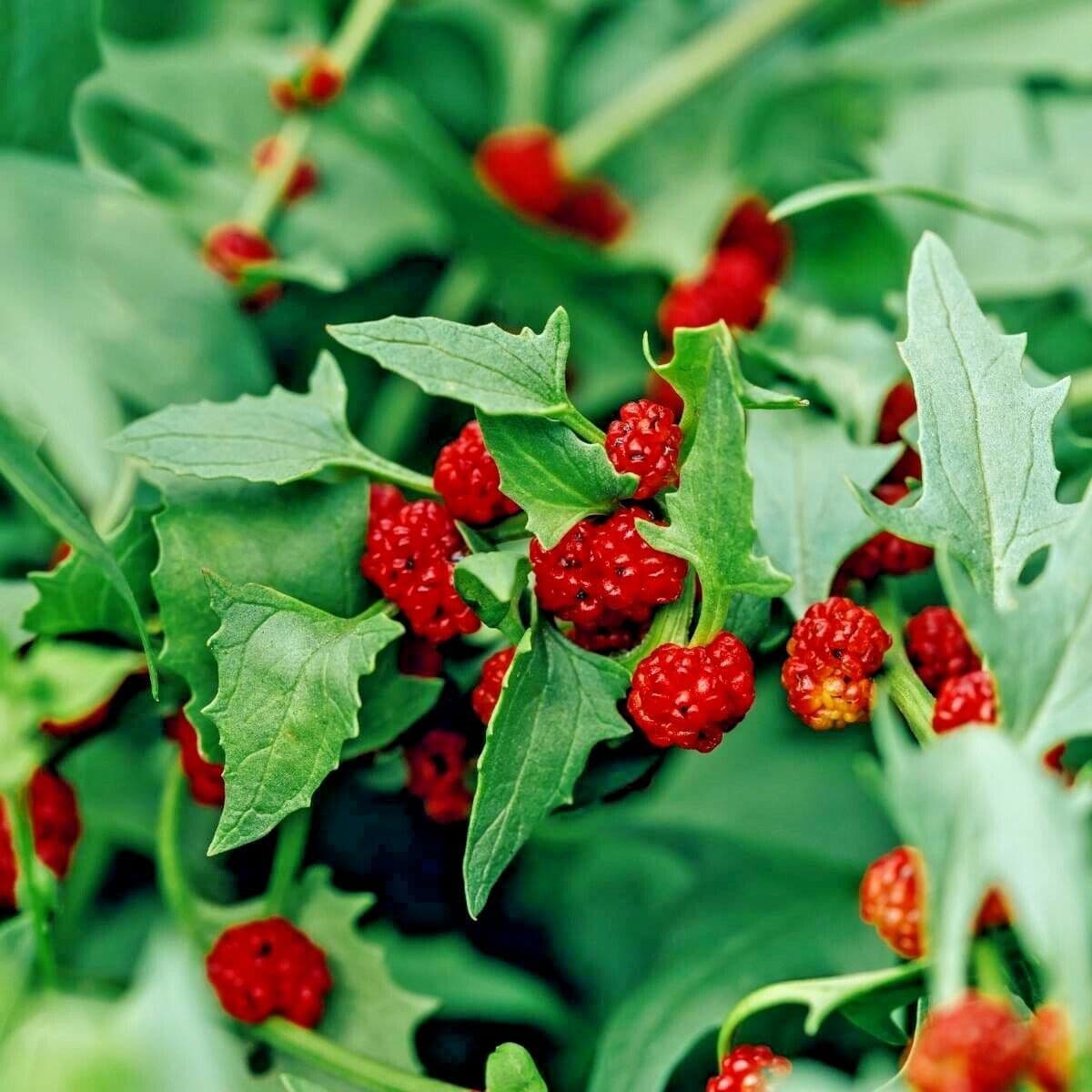 All Season Bangladeshi Strawberry Spinach Palong Sak 150 Seed