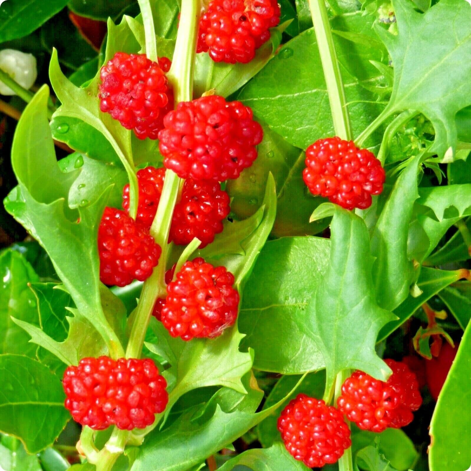 All Season Bangladeshi Strawberry Spinach Palong Sak 150 Seed