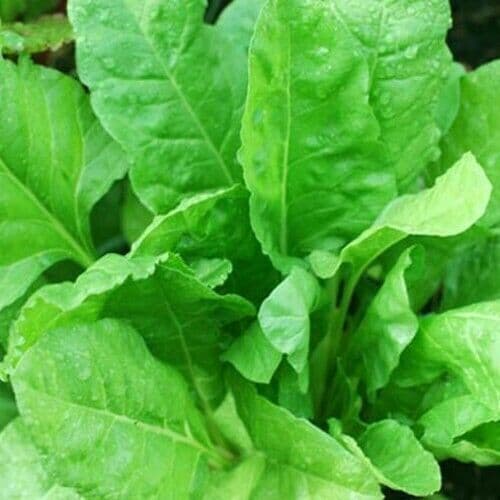 All Season Indian Bangladeshi Spinach Palong Shak Palak Palon Sak