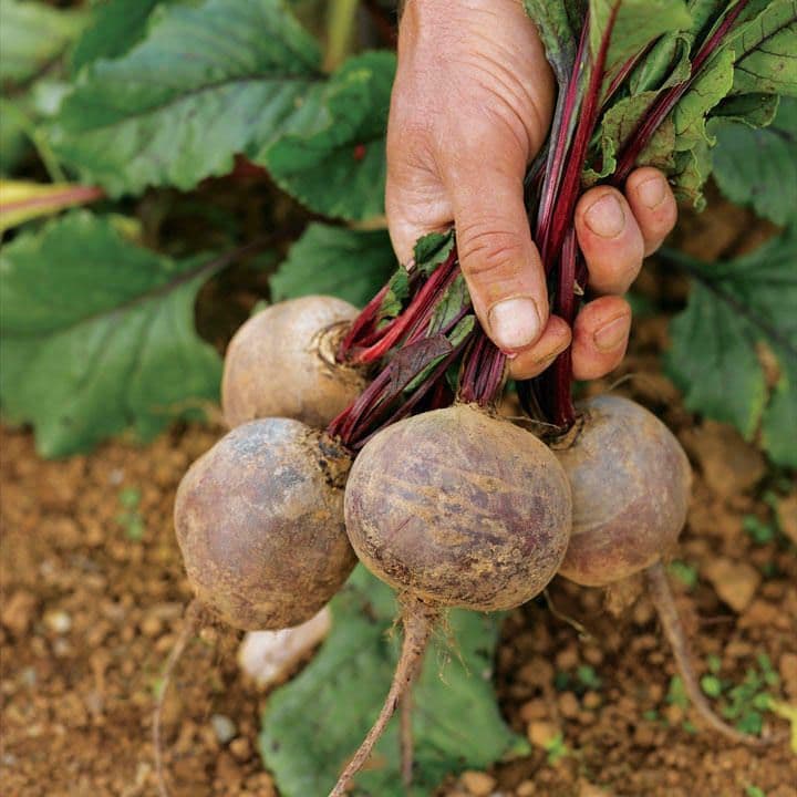 All Season Indian - Bangladeshi Veg Beet Beetroot Chukandar 100 Seeds