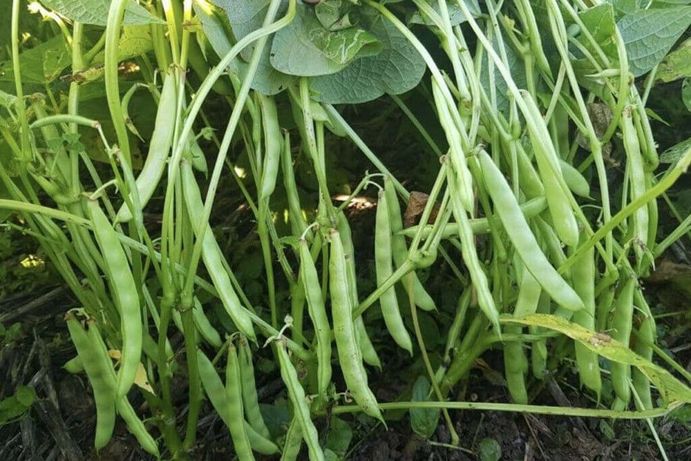 Argentinian Vegetable Alubia Bean Seeds Forash Uri seam 20 seeds