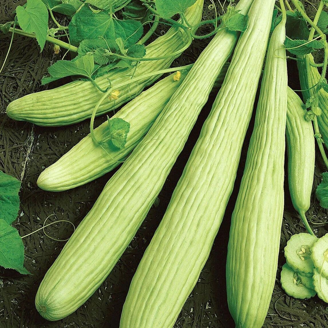 Armenian Yard Long Cucumber CETRIOLO TORTARELLO CHIARO Bangladeshi Veg ...