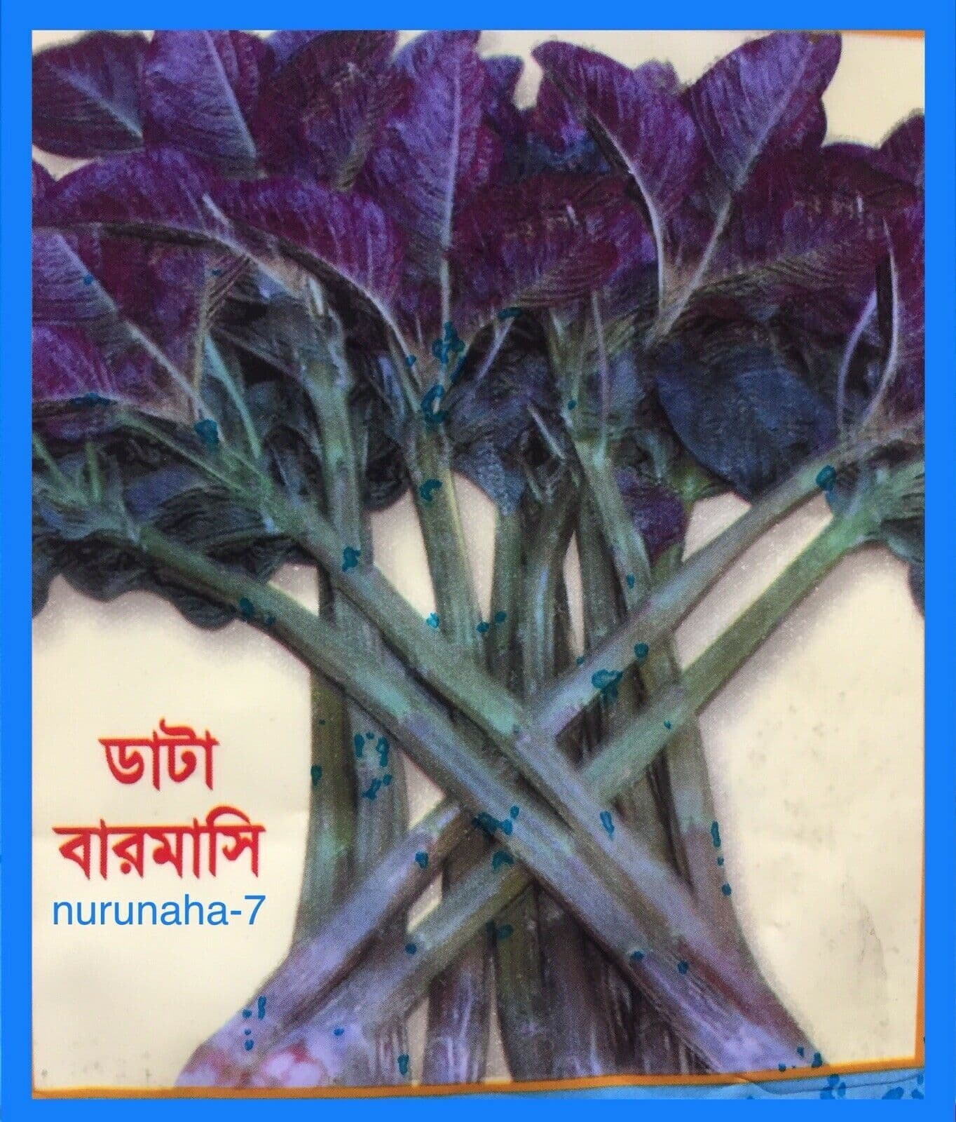 Asian Bangladeshi Seeds Red Army STEM AMARANTH Data Denga Dugi