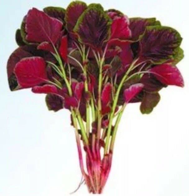 Asian Bangladeshi Vegetable Seeds GIANT Amaranth Data Denga Dugi 4g