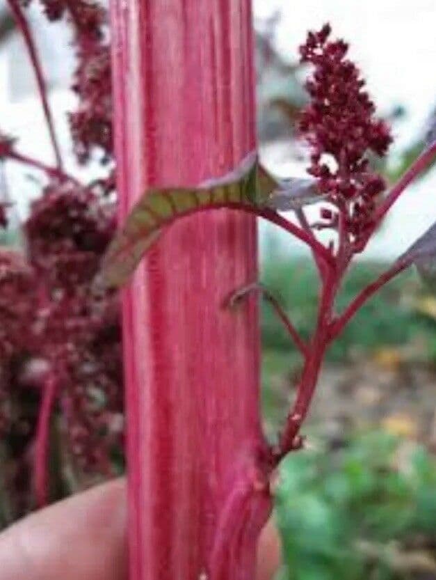 Asian Bangladeshi Vegetable Seeds GIANT Amon Stem Amaranth Data Dugi 4g