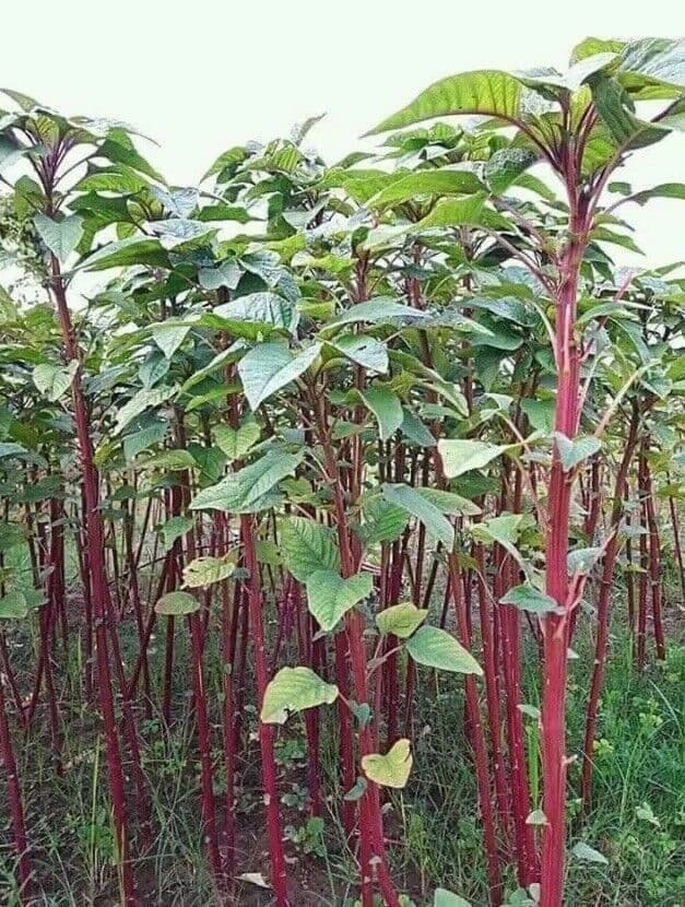 Asian Bangladeshi Vegetable Seeds GIANT Amon Stem Amaranth Data Dugi 4g