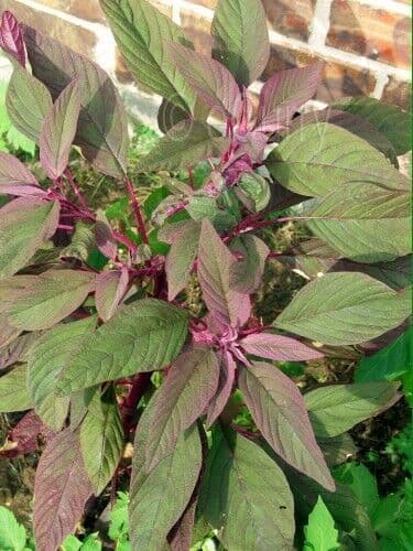 Asian Bangladeshi Vegetable Seeds GIANT Amon Stem Amaranth Data Dugi 4g