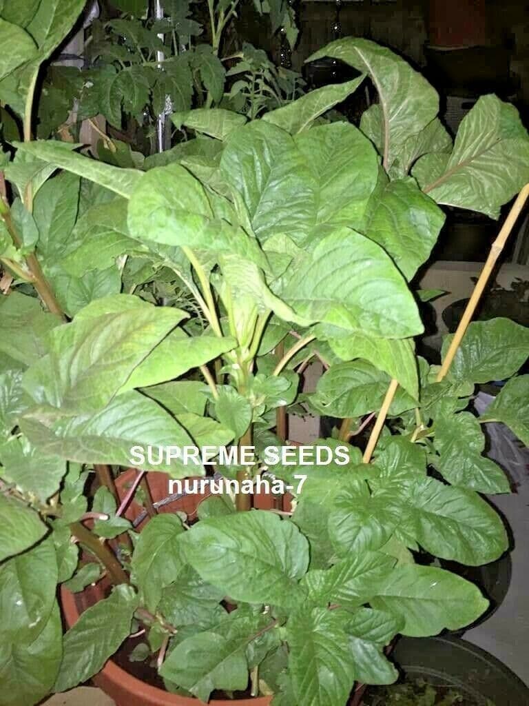 Asian Bangladeshi Vegetable Seeds Stem Amaranth Data Prodan Dugi 4g