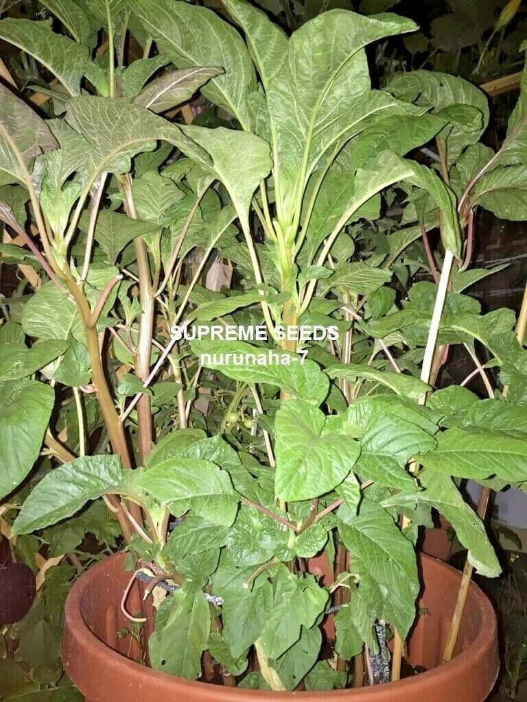 Asian Bangladeshi Vegetable Stem Amaranth Data Prodan Dugi 4g seeds