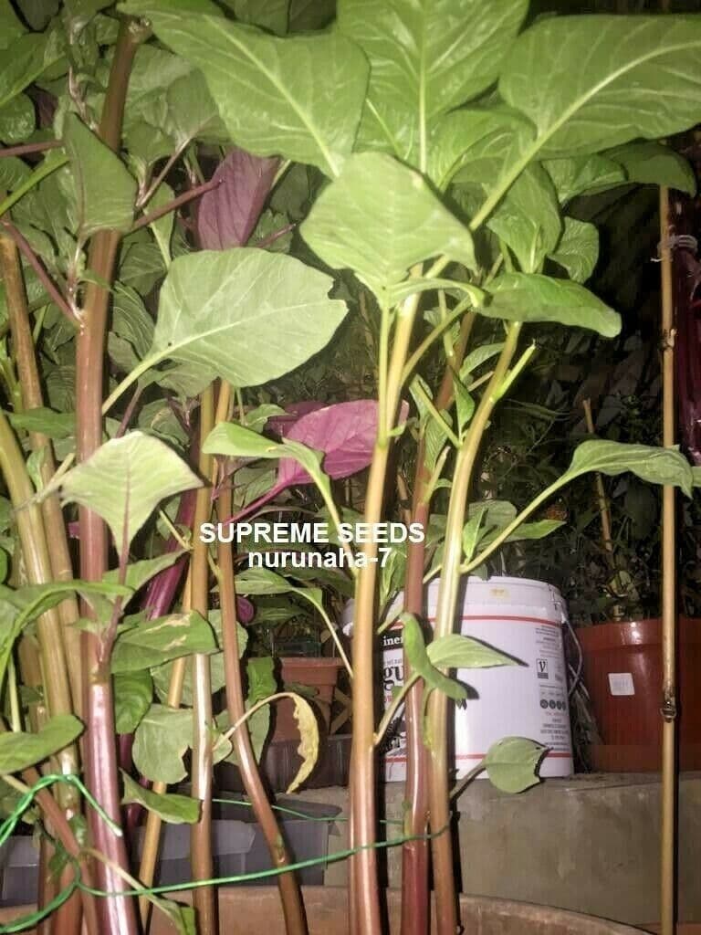 Asian Bangladeshi Vegetable Stem Amaranth Data Prodan Dugi 4g seeds